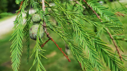 Everything You Need to Know About Taxodium Distichum Bald Cypress Seed ...