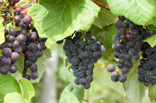 Mars Seedless Grape Vine Fruit Tree: A Sweet, Productive Addition to Y ...