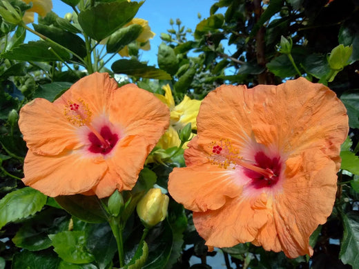 Mandarin Wide Hibiscus: A Stunning Flower to Beautify Your Garden ...