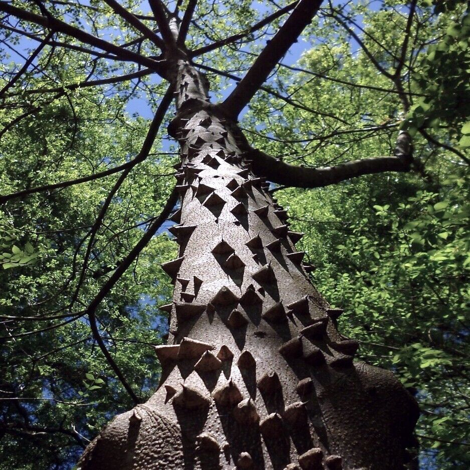 How to Plant and Care for Zanthoxylum Clava Herculis Tree Seeds: A Com ...