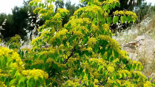 How to Plant and Care for Paliurus Spina Christi (Christ’s Thorn) Seed ...