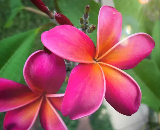 Pink Rooted Plumeria (Kaneohe Sunset): A Tropical Beauty for Your Gard ...