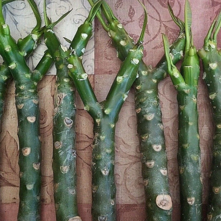 How to Grow and Care for Hass Avocado Grafted Plants: A Complete Guide ...