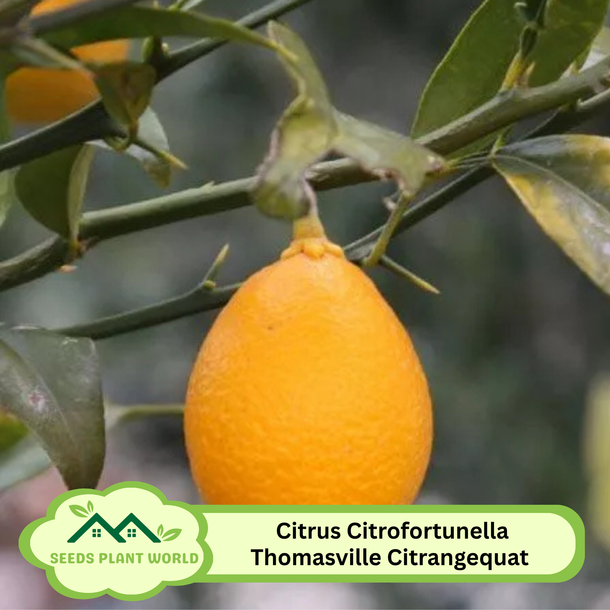 5 Citrus • Citrofortunella Thomasville Citrangequat • Cold Hardy Tree ...