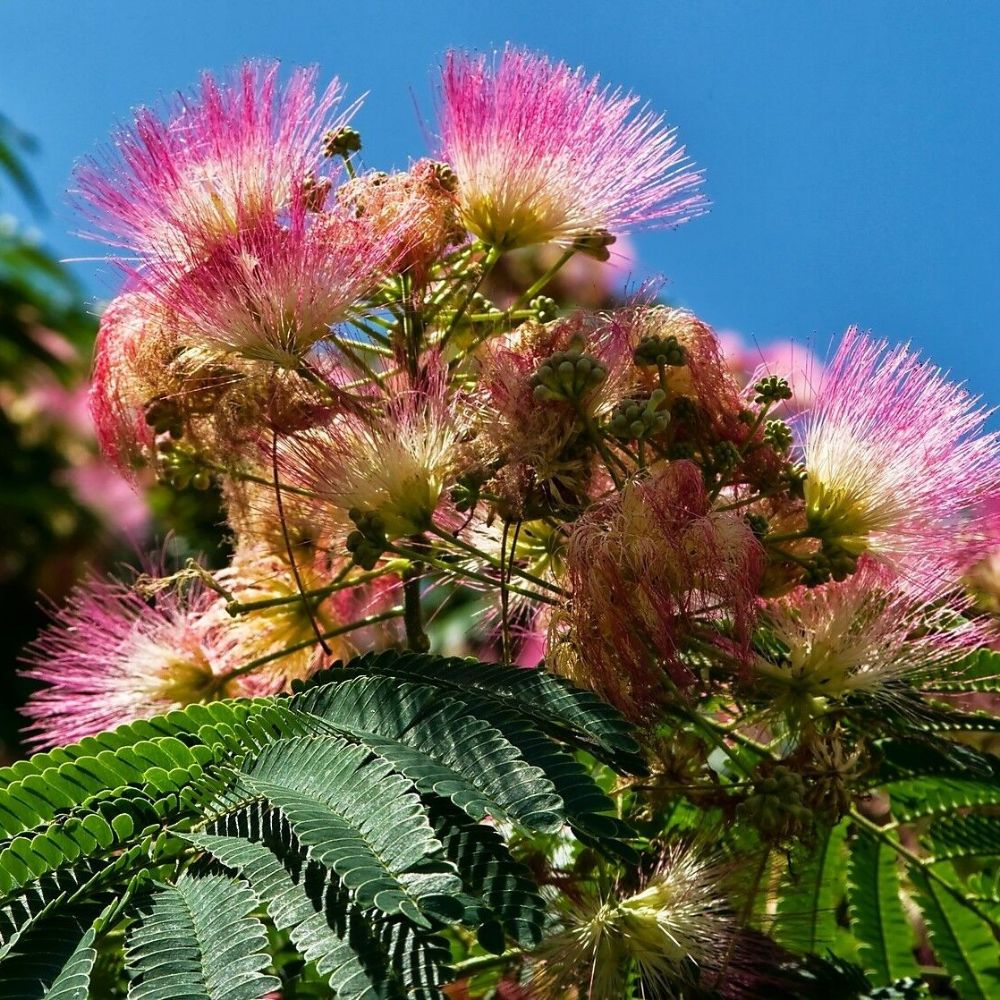 10 Albizia Julibrissin Cold Hardy Mimosa Tree Seeds For Planting ...