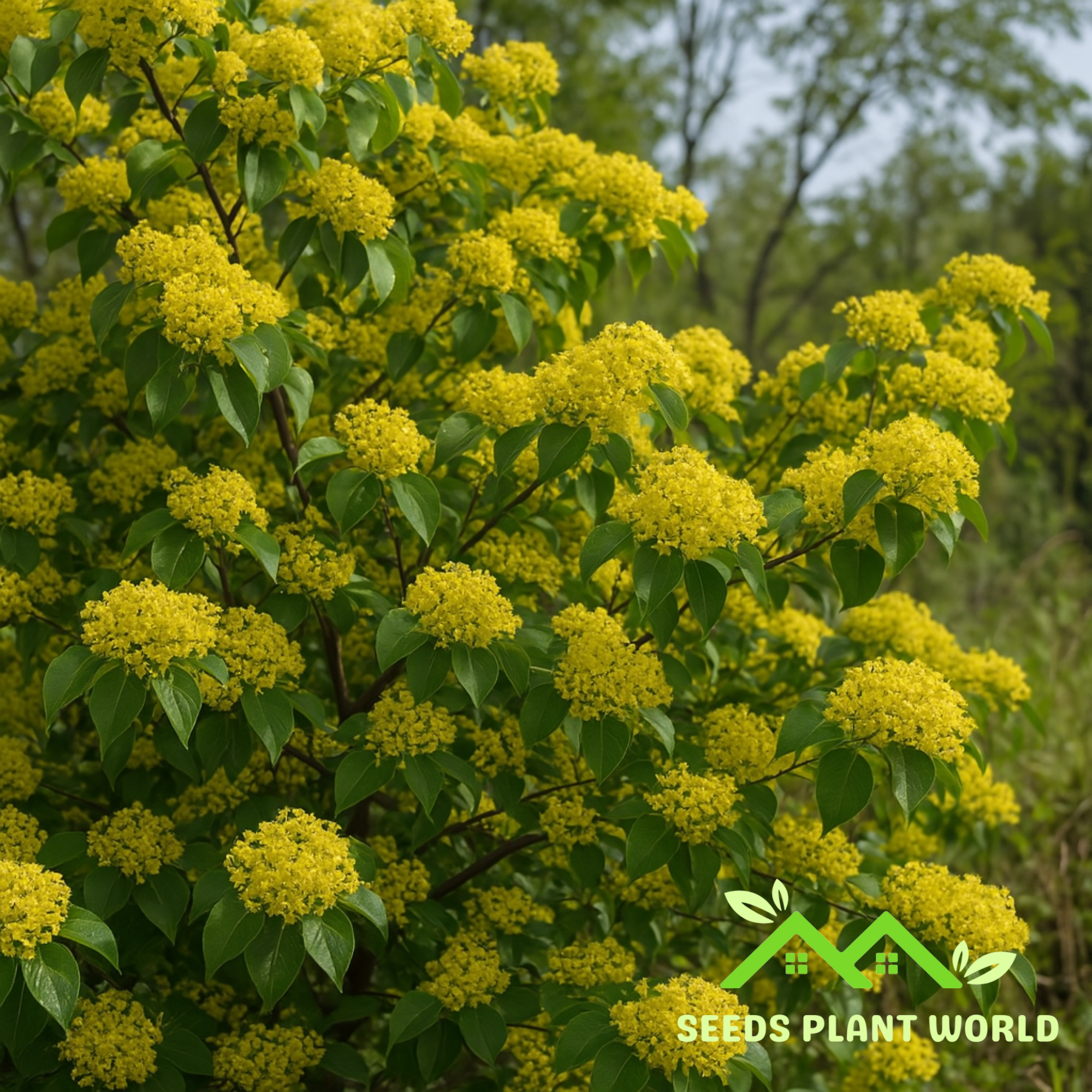 5 Paliurus Spina Christi Christ's Thorn Seeds For Planting ...