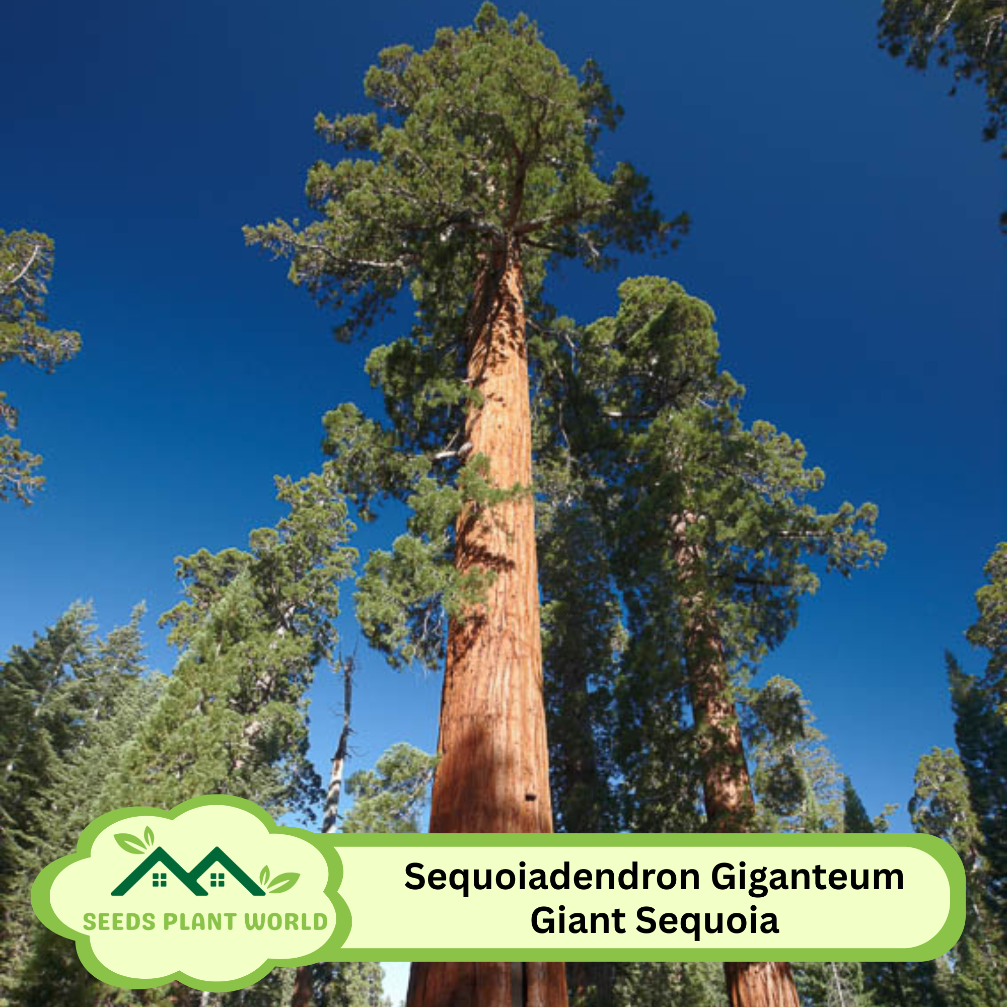 10 Giant Sequoia Seeds – Sequoiadendron Giganteum Tree Seeds – Seeds ...