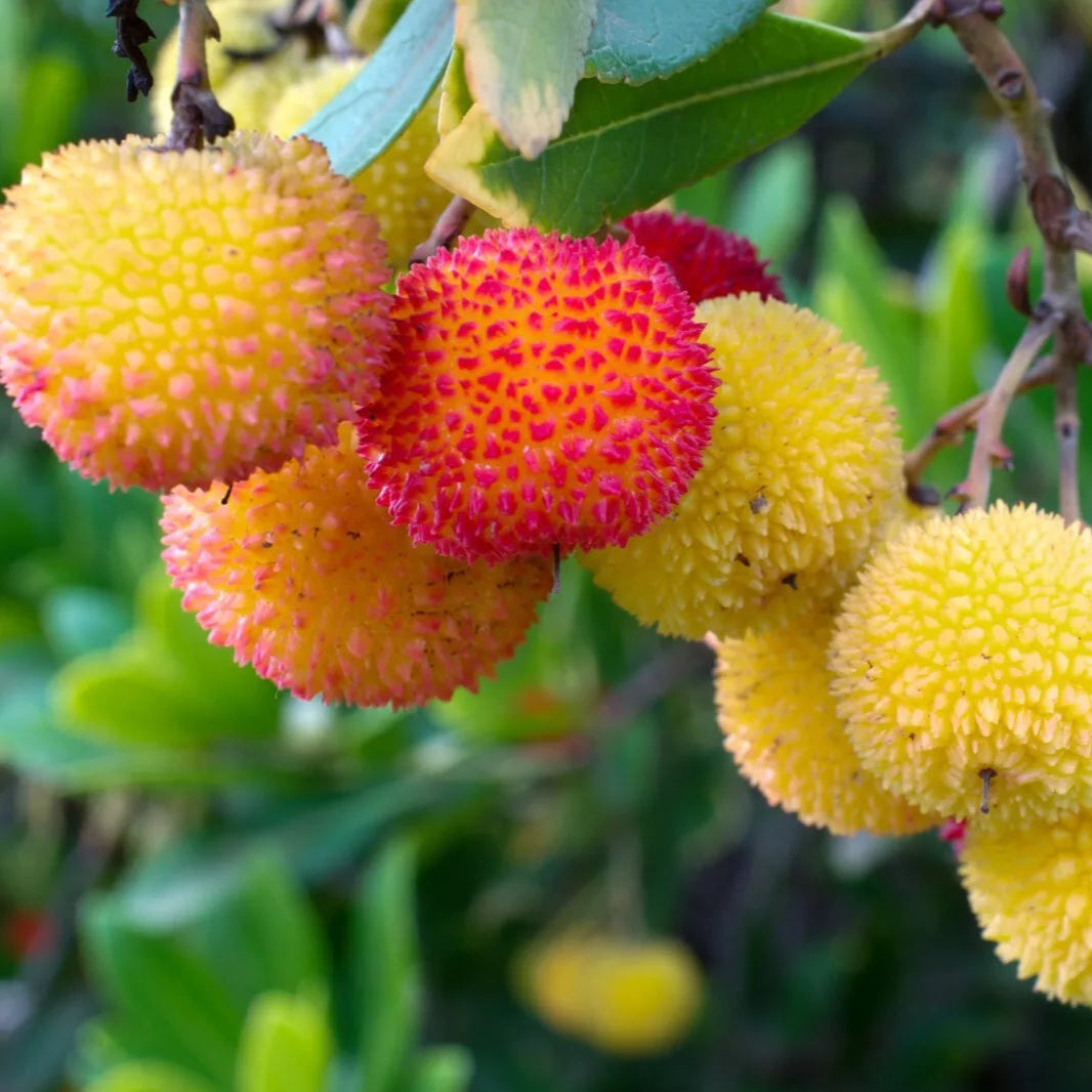 Compact Strawberry Tree (Arbutus unedo 'Compacta') Fruit Gallon Trees ...