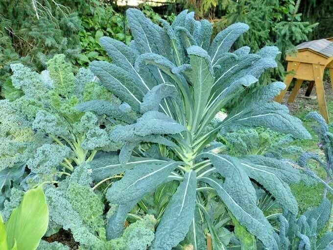 600 Lacinato Dinosaur Kale Vegetable Seeds | www.seedsplantworld.com ...