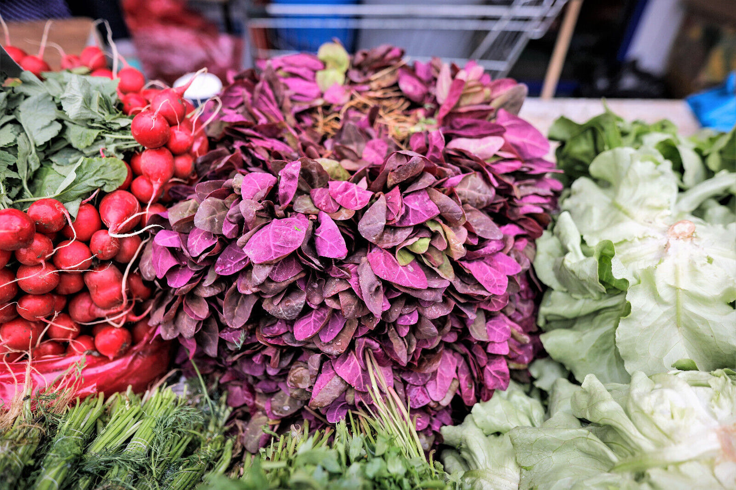 150 Triple Purple Orach Mountain Spinach Atriplex Hortensis Leaf ...