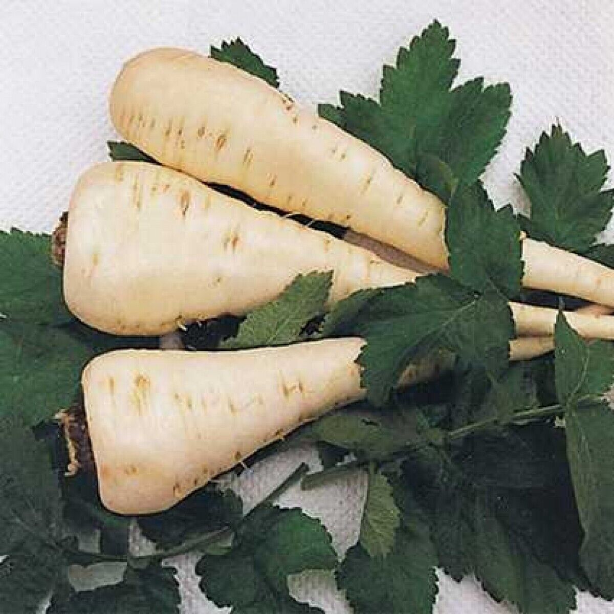 200+ Parsnip Harris Early Model NON-GMO Vegetable Seeds | www ...