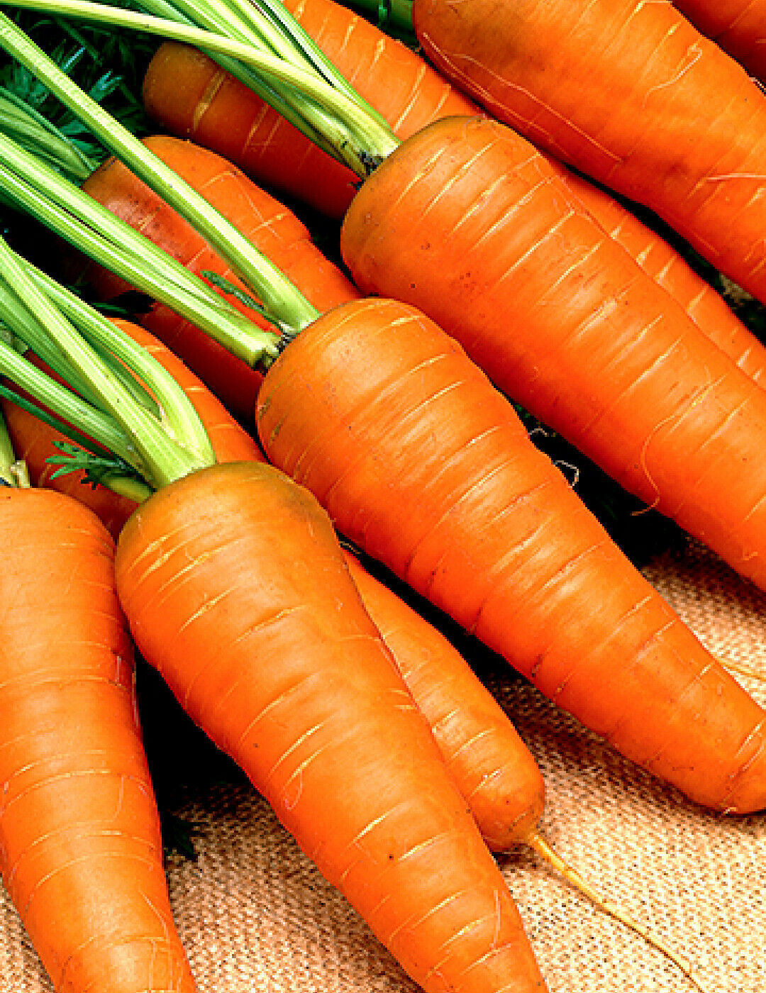 1000 Carrot Vegetable Seeds | www.seedsplantworld.com – Seeds Plant World
