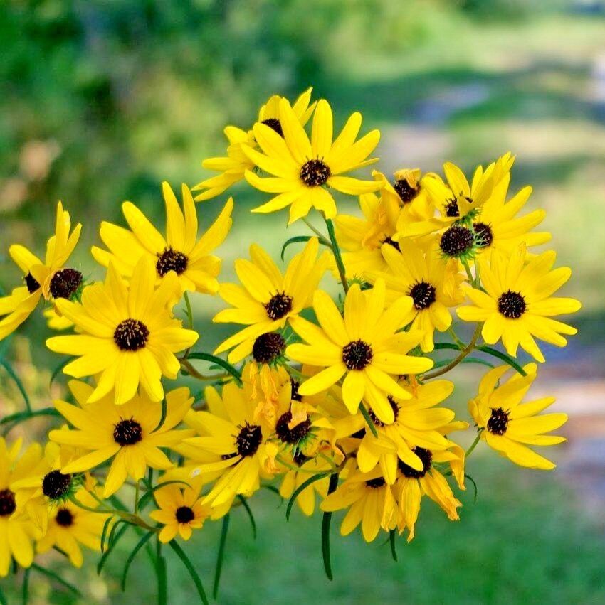 100 Swamp Sunflower Flower Seeds | www.seedsplantworld.com – Seeds ...