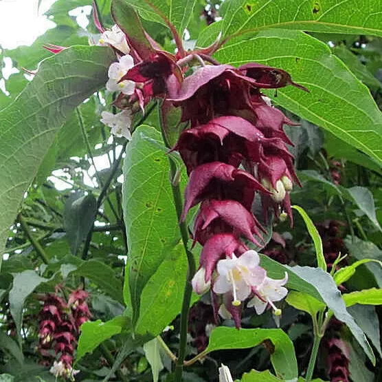 Bulk, Himalayan Honeysuckle Bush 1000 Seeds | www.seedsplantworld.com ...