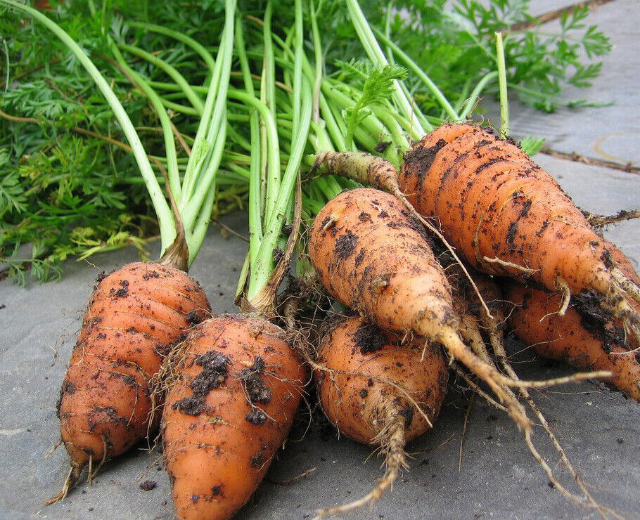 1000 Carrot Vegetable Seeds | www.seedsplantworld.com – Seeds Plant World
