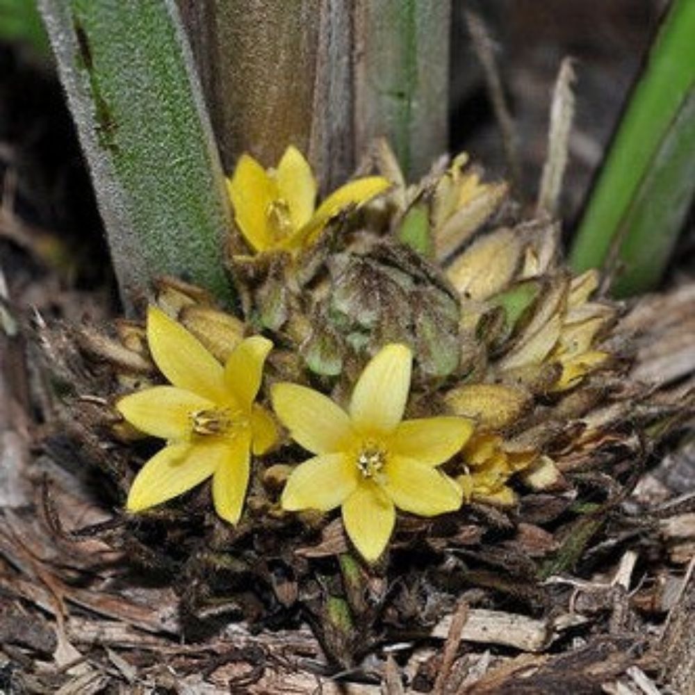 5 Curculigo Syn Molineria Capitulata Palm Grass Seeds For Planting ...