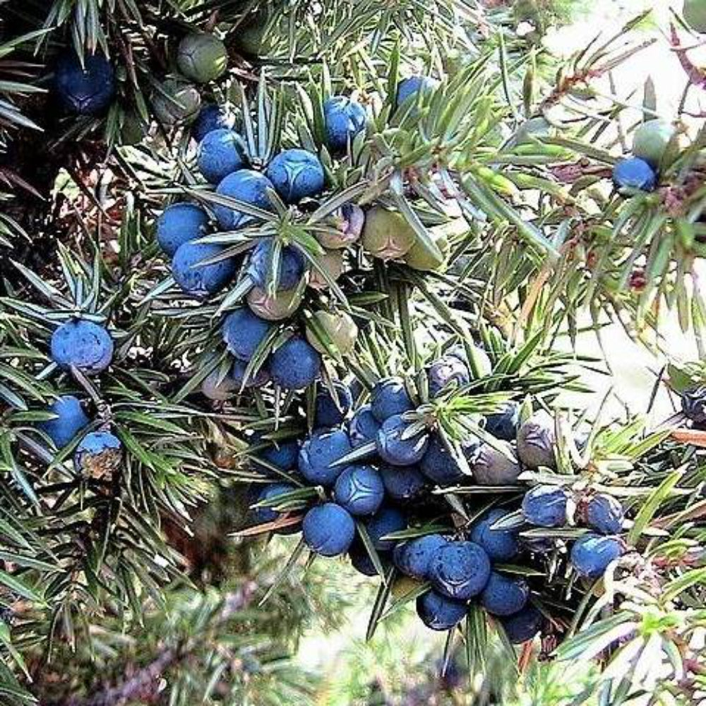 60 Common Juniper Juniperus Communis Tree Seeds | seedsplantworld.com ...