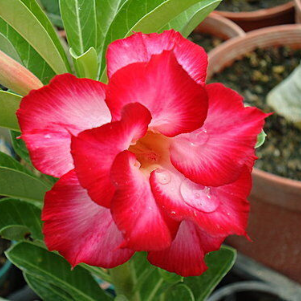 Taiwan Adenium Obesum Desert Rose (Full Moon) Flower Live Plant ...