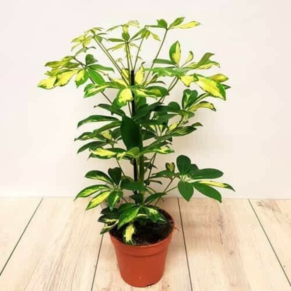 Dwarf Umbrella Tree / Schefflera Live Plants + Free 1 Plant Food ...