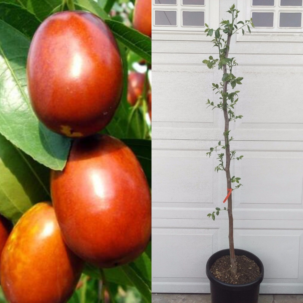 Chinese Jujube Li Variety Fruit Tree For Planting | seedsplantworld.com ...