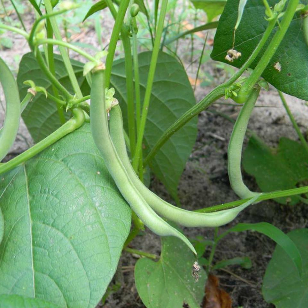 120 Contender Bush Green Bean NON-GMO Early Harvest Stringless ...