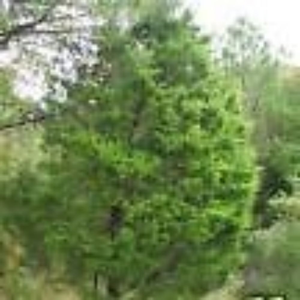 10 Juniperus Virginiana Eastern Red Cedar Seeds For Planting ...