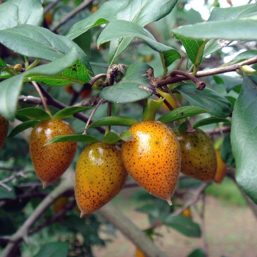 5 Diospyros Rhombifolia Princess Persimmon Tree Seeds For Planting ...