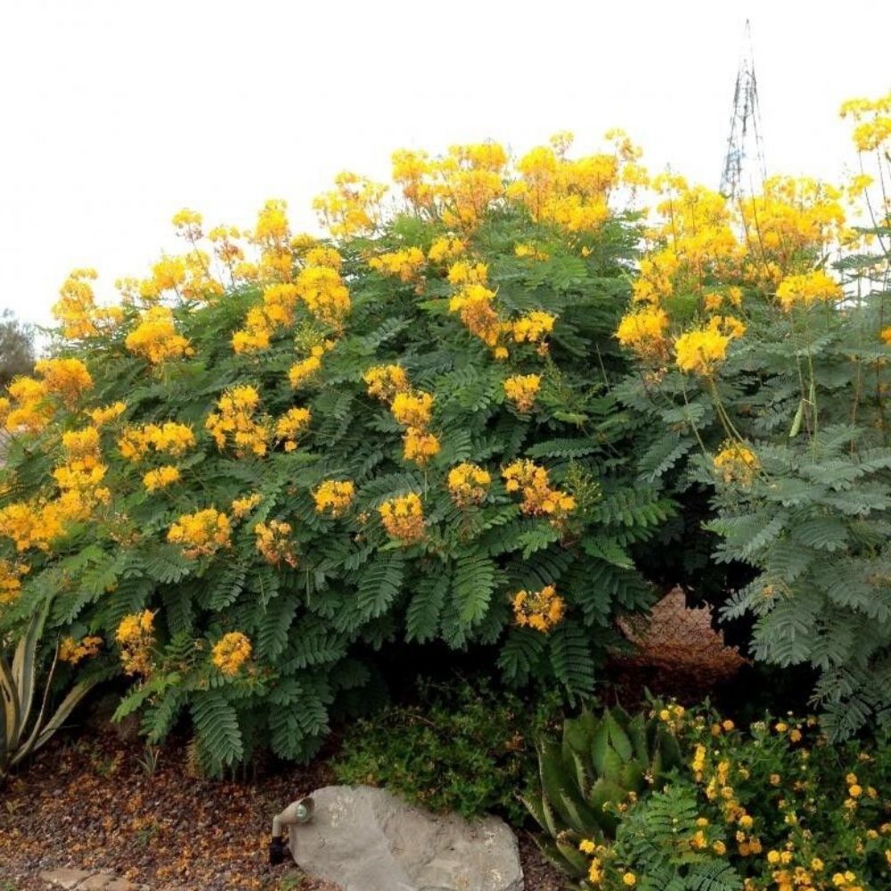 5 Caesalpinia Pulcherrima Yellow Bird Of Paradise Shrub Seeds For ...