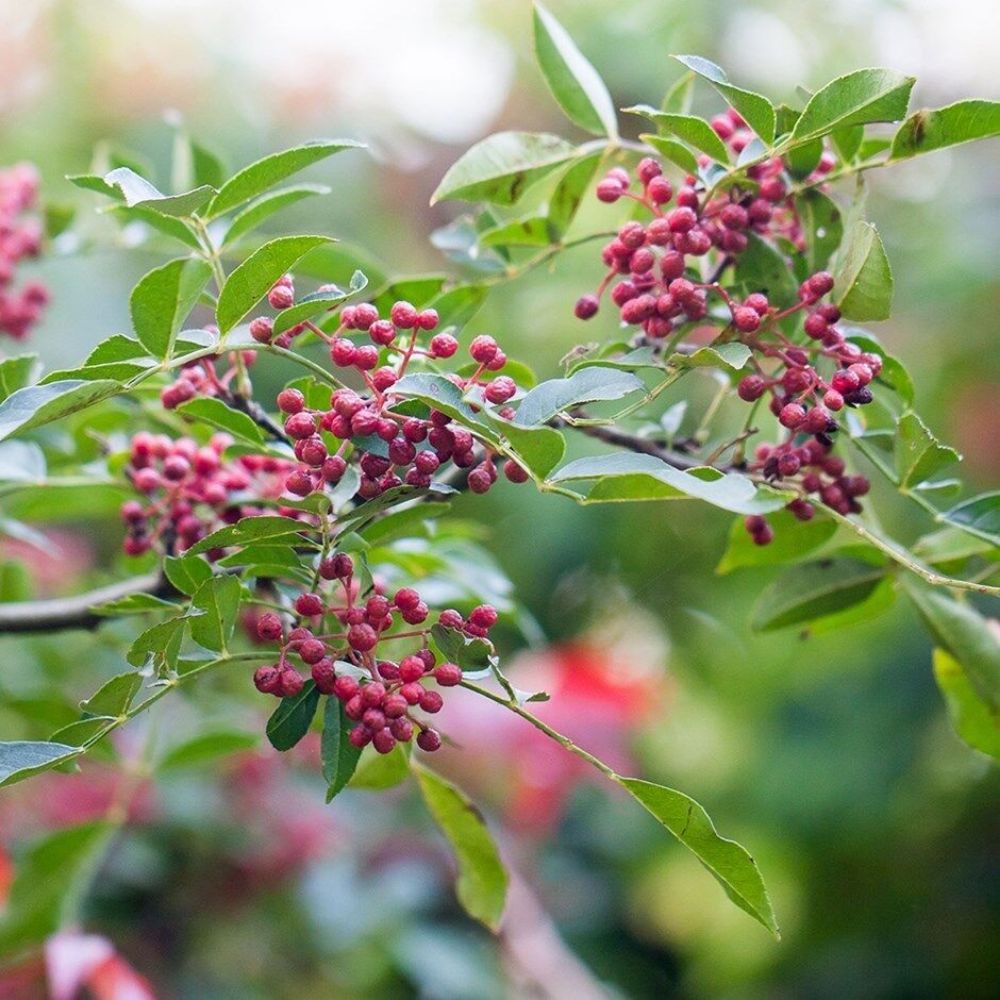 5 Zanthoxylum Simulans Szechuan Pepper Seeds For Planting ...