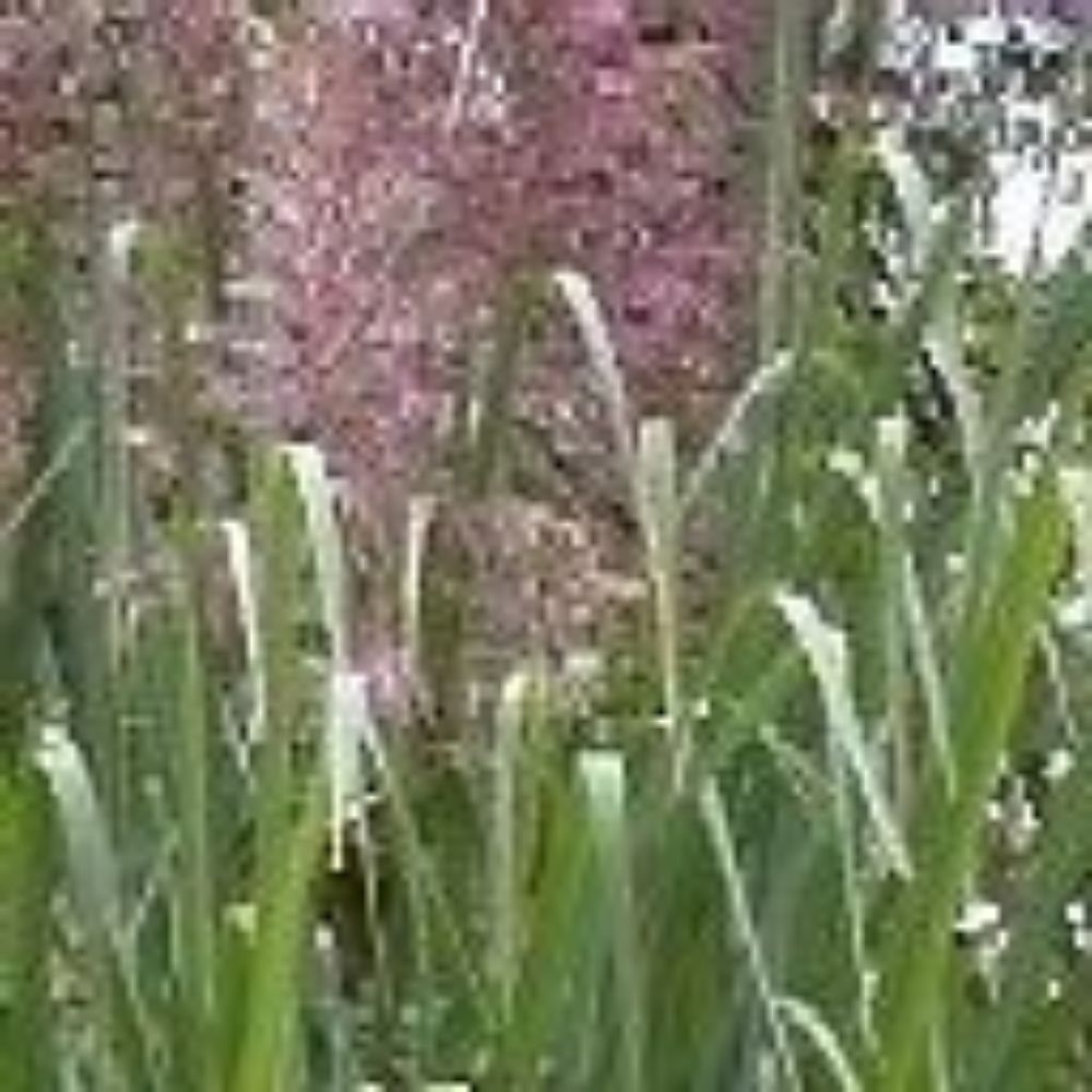 10 Saccharum Arundinaceum Hardy Sugar Cane Grass Seeds For Planting ...