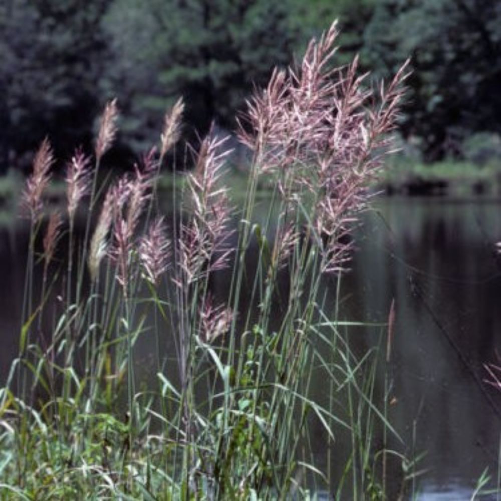 10 Saccharum Giganteum Wild Sugar Cane Grass Seeds For Planting ...