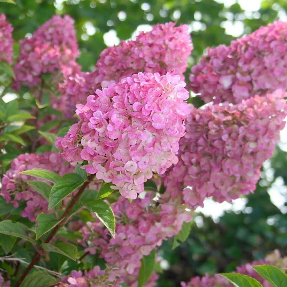 5 Strawberry Sunday Hydrangea Garden Hardy Shrub Flower Perennial Seeds ...