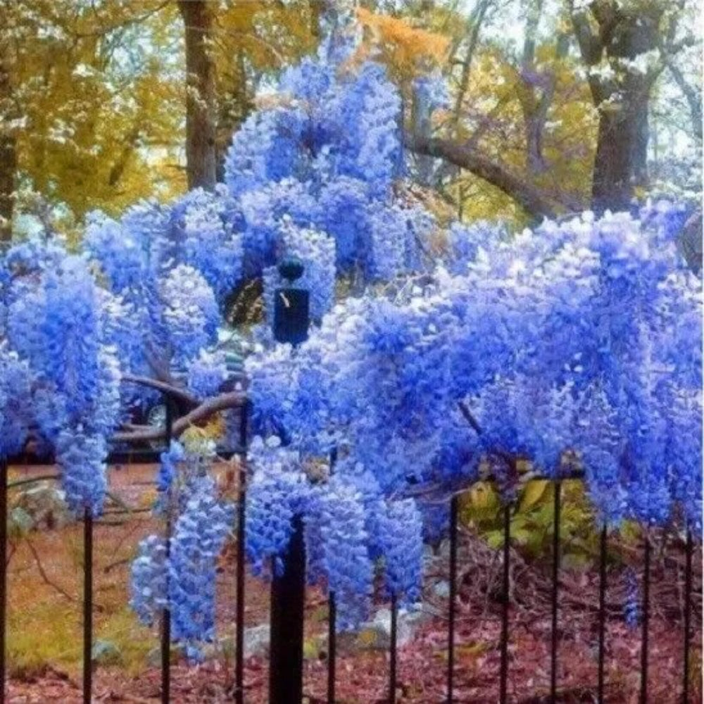 5 Bright Blue Chinese Wisteria Vine Climbing Flower Rare Perennial ...