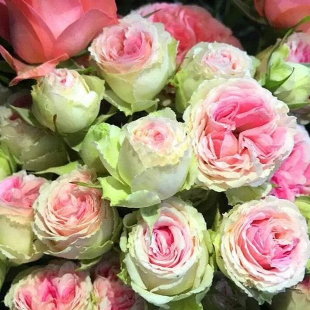 10 Pink Green Rose Flower Bush Shrub Flowers Perennial Seeds ...