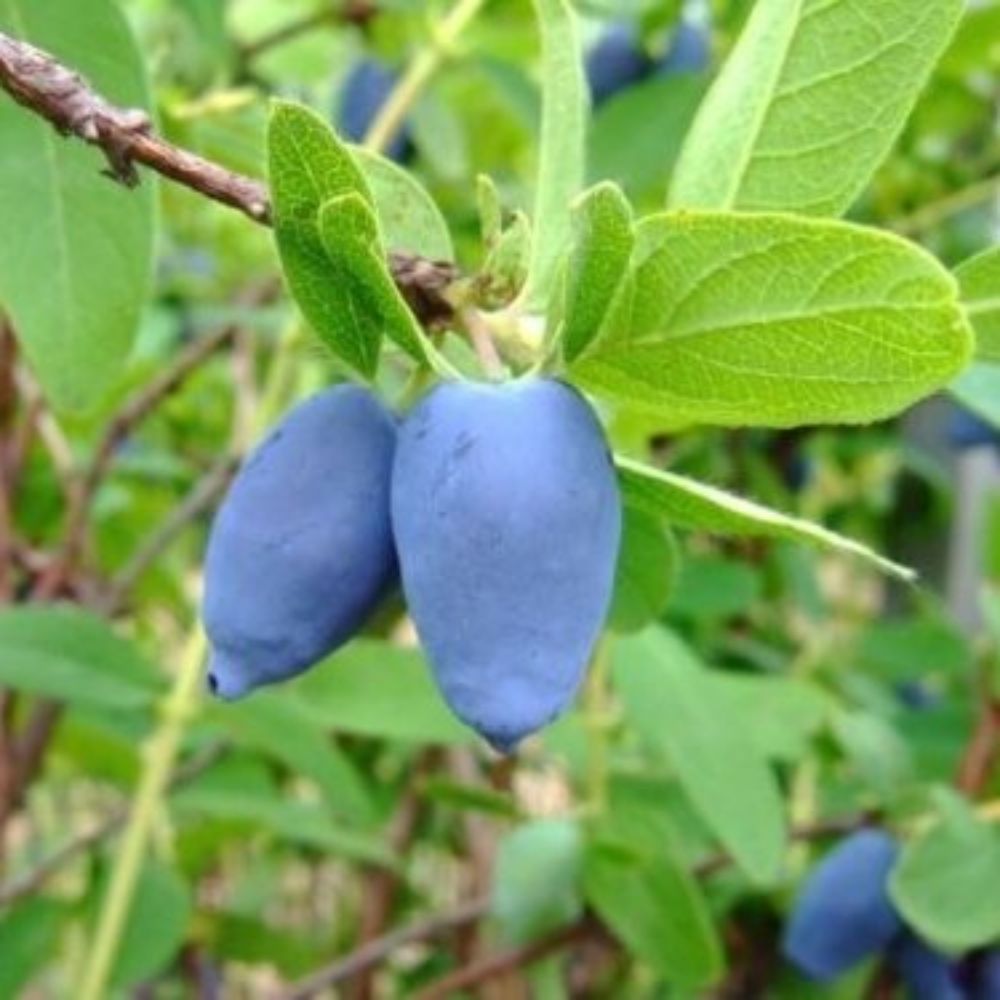5 Lonicera Caerulea Edulis Honey Berry Seeds For Planting ...