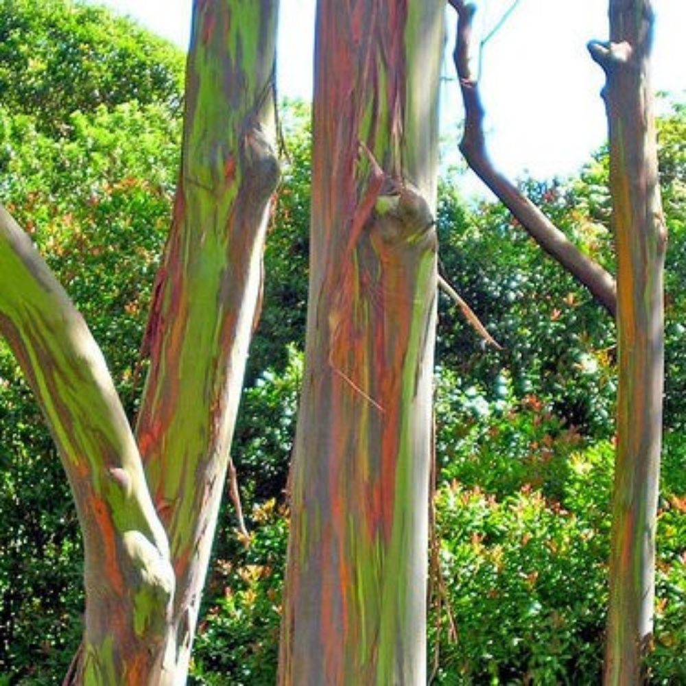 10 Eucalyptus Deglupta Rainbow Eucalyptus Tree Seeds For Planting ...