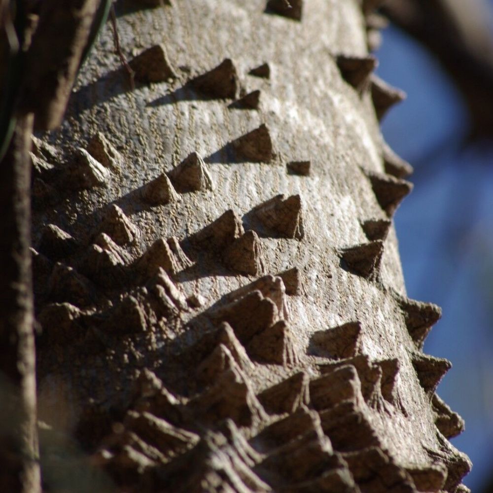 5 Zanthoxylum Clava Herculis Toothache Tree Seeds For Planting ...