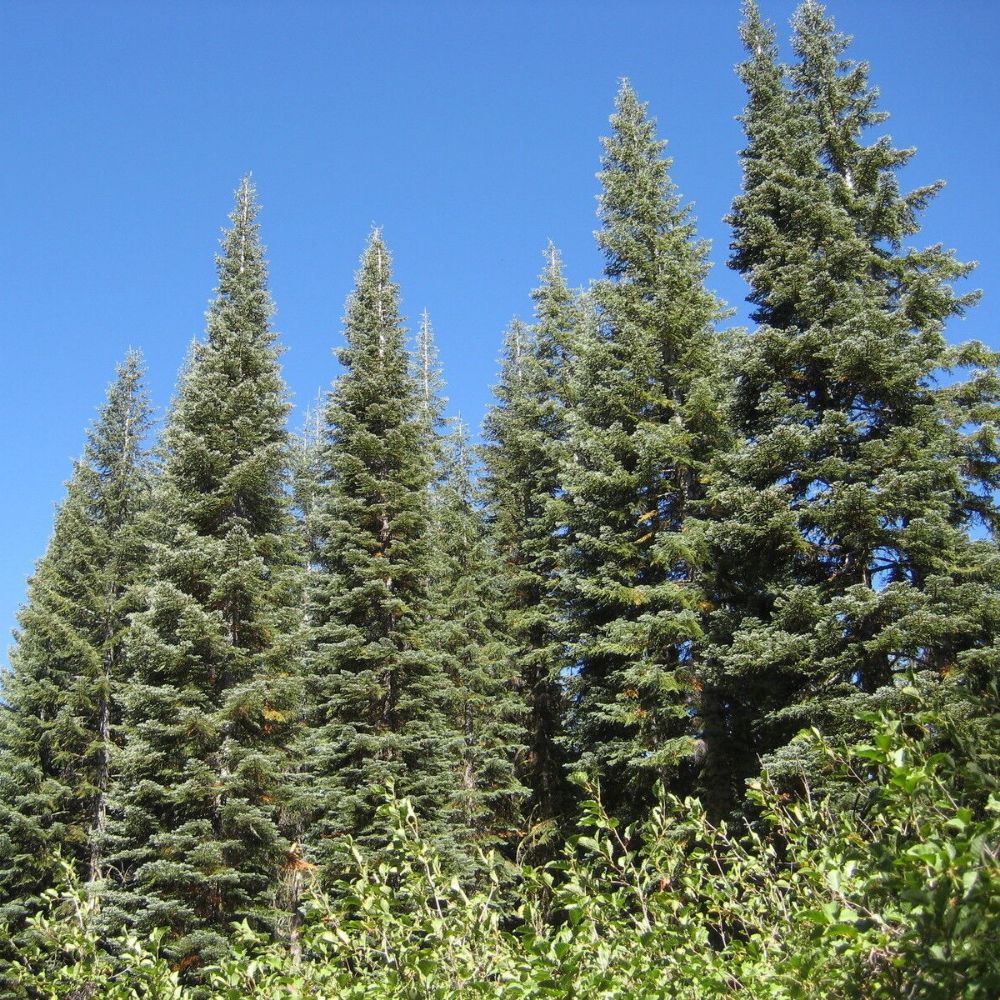 5 Abies Magnifica Silvertip Fir Tree Seeds For Planting ...