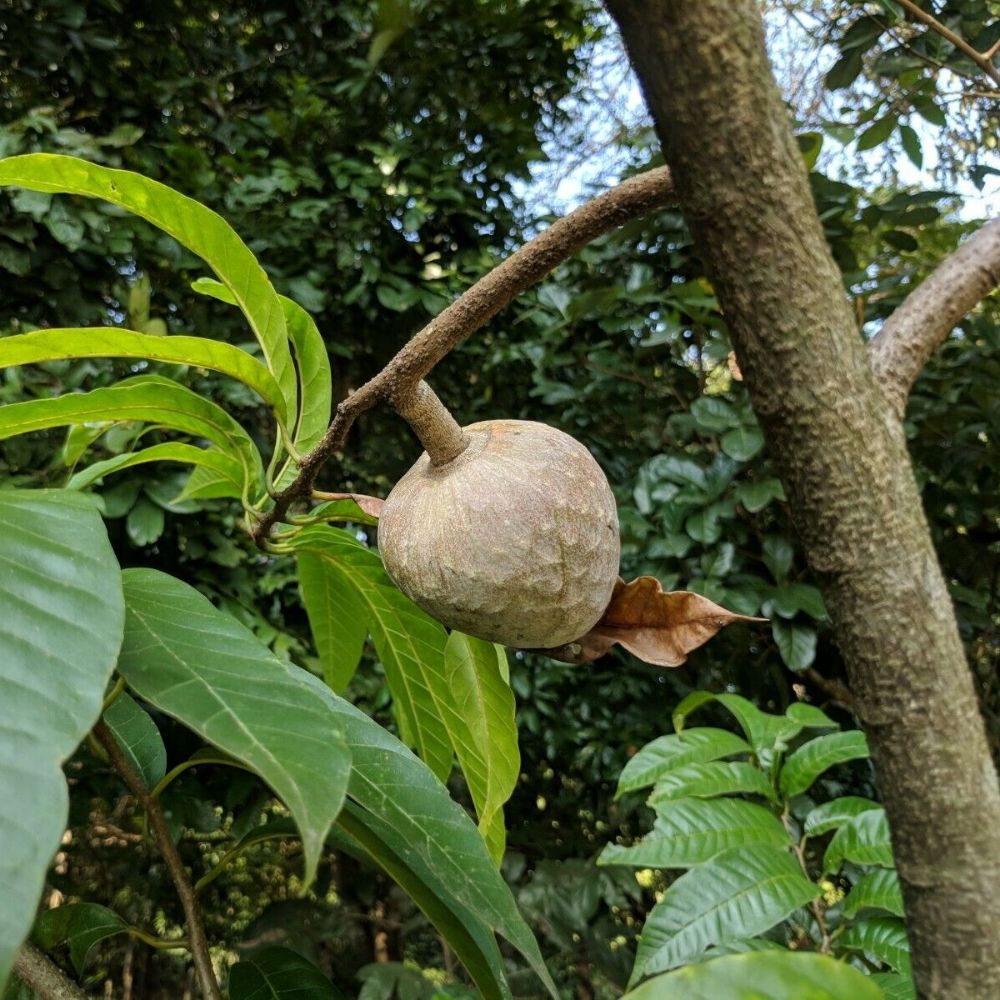 5 Annona Reticulata Custard Apple Tree Seeds For Planting ...