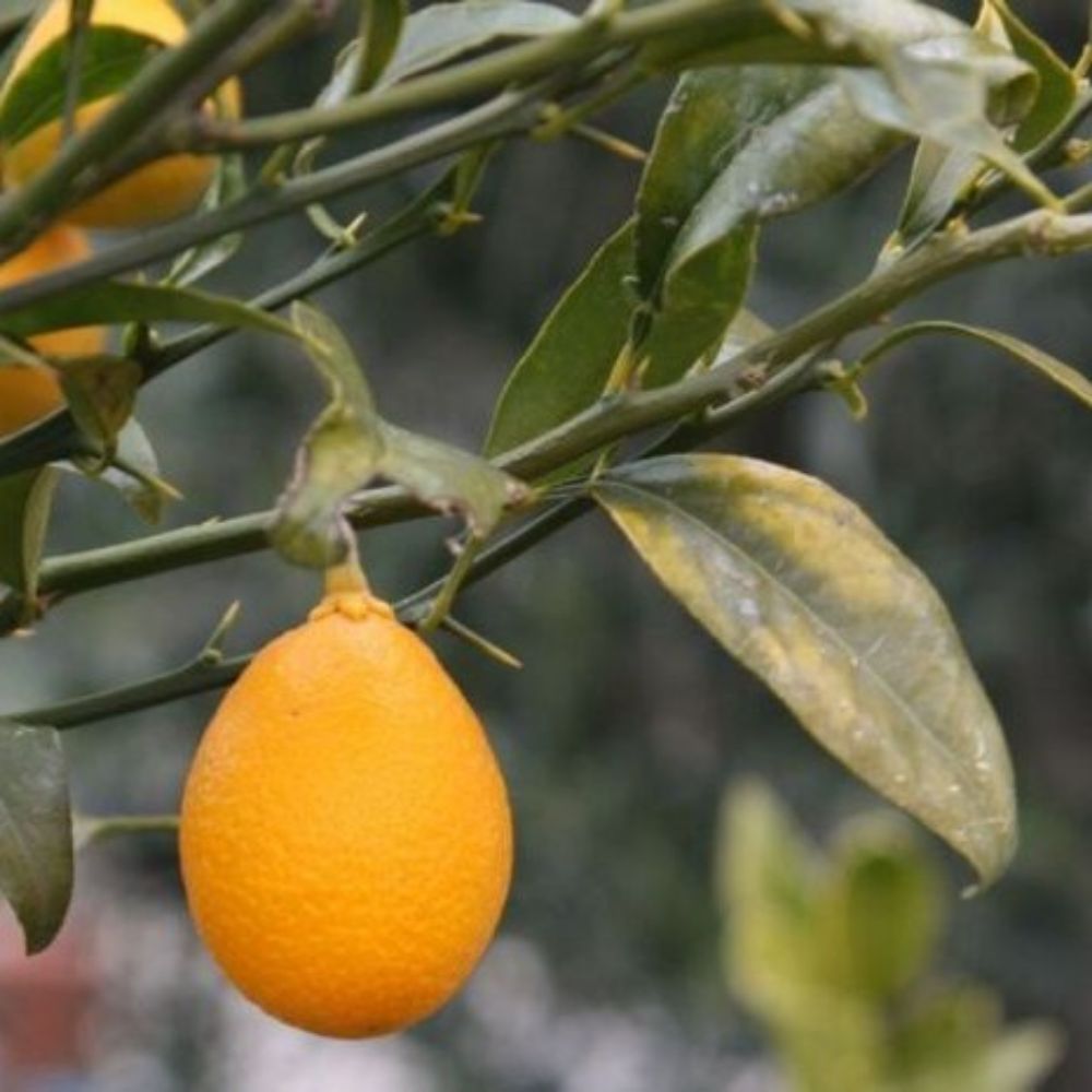 5 Citrus • Citrofortunella Thomasville Citrangequat • Cold Hardy Tree ...