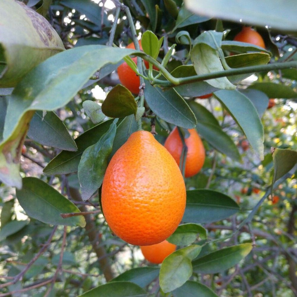 5 Citrus Indio Mandarinquat • Cold Hardy Tree Seeds For Planting ...