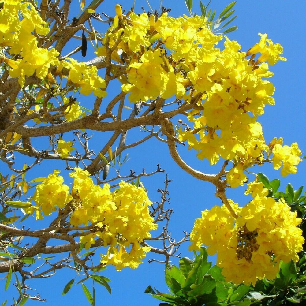 5 Tabebuia Aurea Yellow Trumpet Tree Seeds For Planting ...